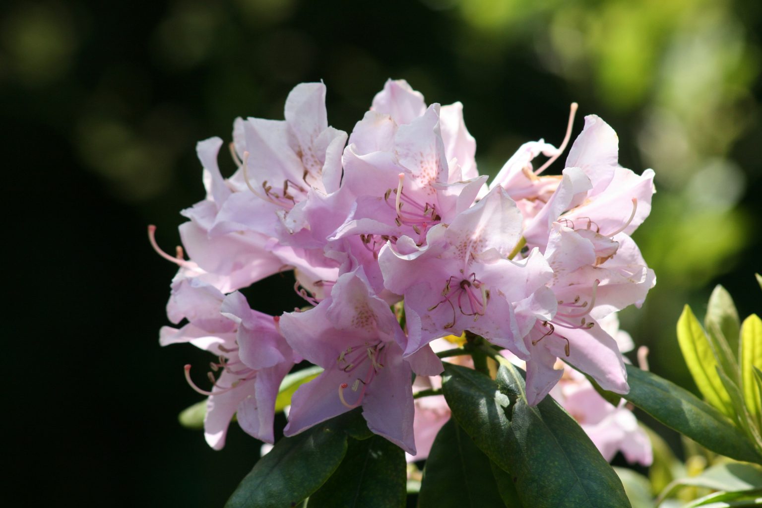 Top 10 Poisonous & Highly Toxic Flowers